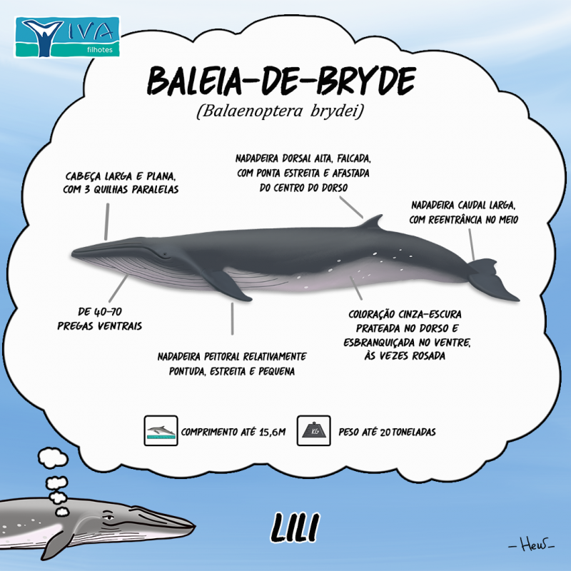 Baleia-de-Bryde - VIVA Instituto Verde Azul