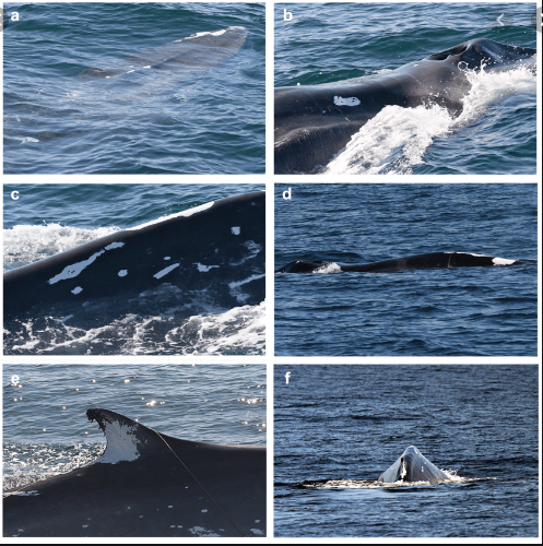 Primeiro registro de padrão atípico de pigmentação em Baleia-fin ...