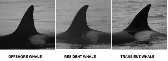 DIFERENTES TIPOS DE ORCAS - VIVA Instituto Verde Azul